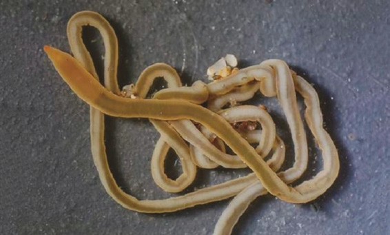 News on new and recently introduced species to the Solent area – Solent ...